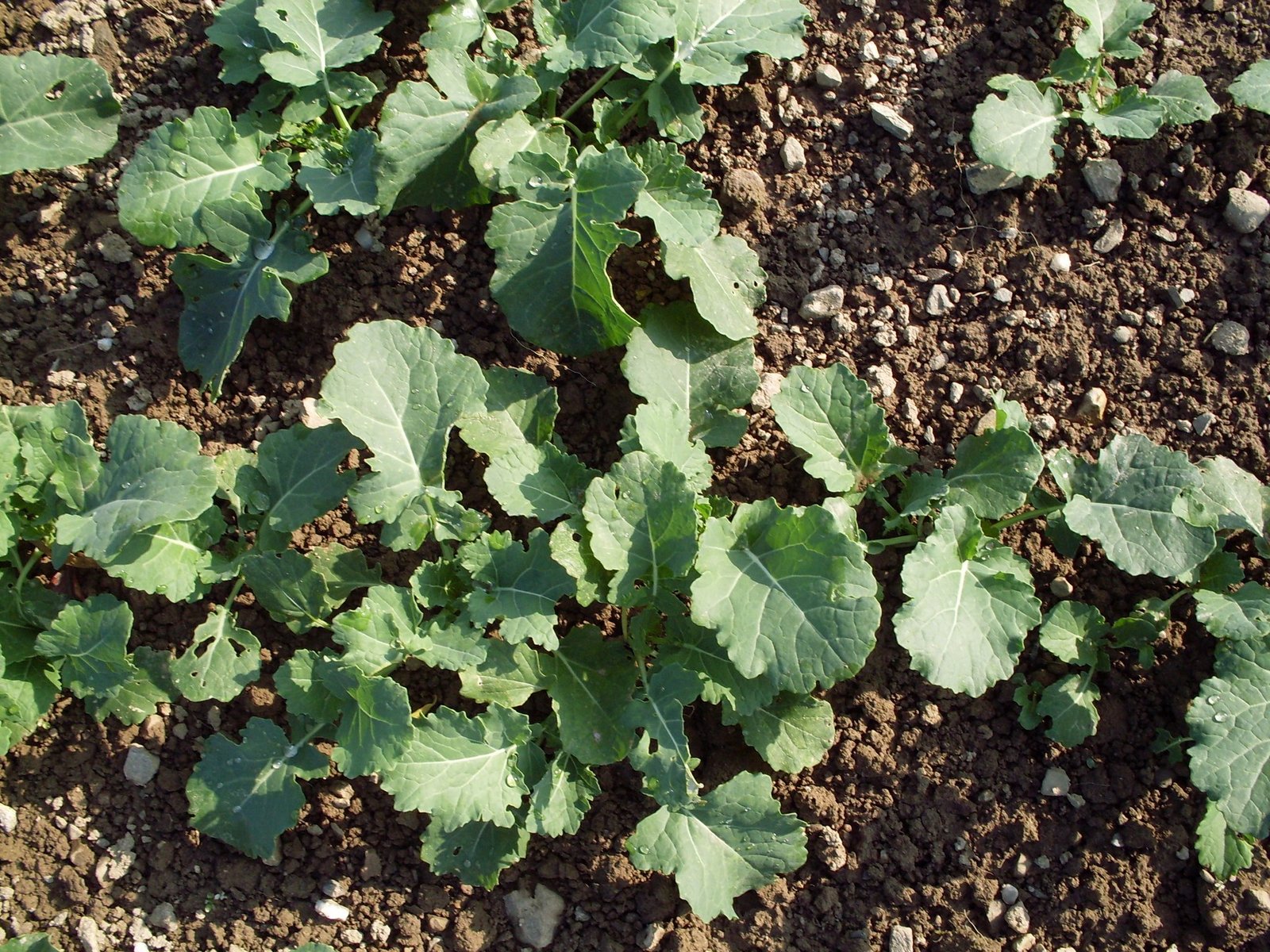 Die Rapsaussaat steht an – es gilt optimale Bedingungen zu schaffen ...