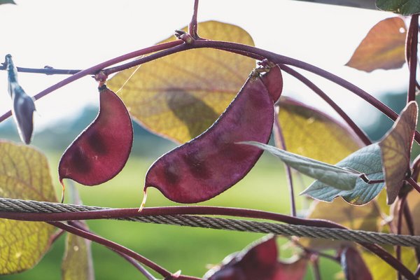Nutzgarten: Bohnen mit Helm, am Meter oder grün - bauernzeitung.ch ...