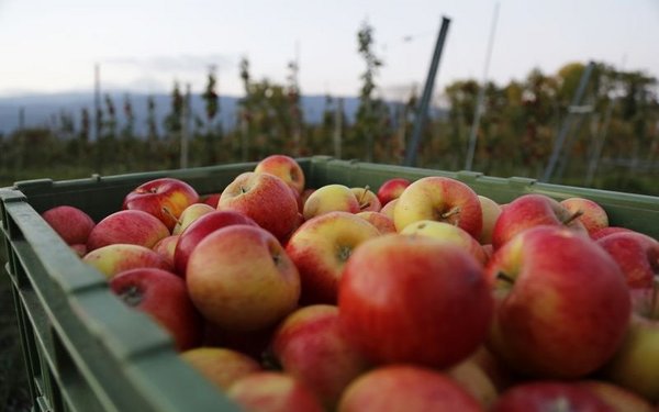 Nur die Hälfte Tafelkernobst und ein Drittel Mostobst im Kanton Bern ...