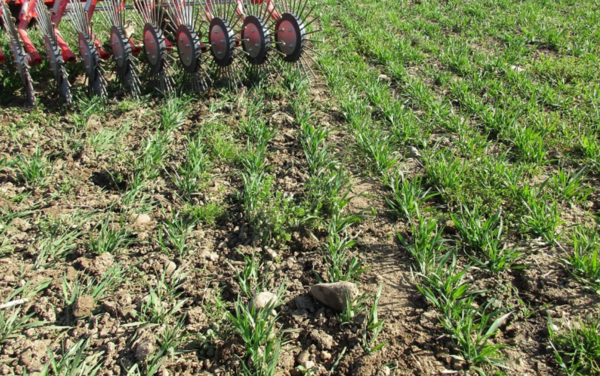 Mechanische Unkrautbekämpfung: «Der Blick zurück muss weh tun ...