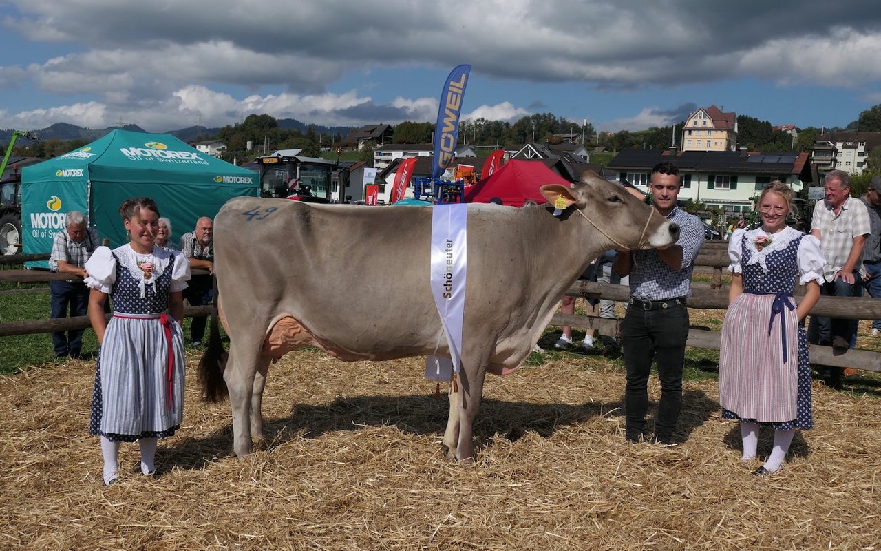 Die Schaurichter am Stierenmarkt Kaltbrunn hatten eine Wahl zu treffen ...