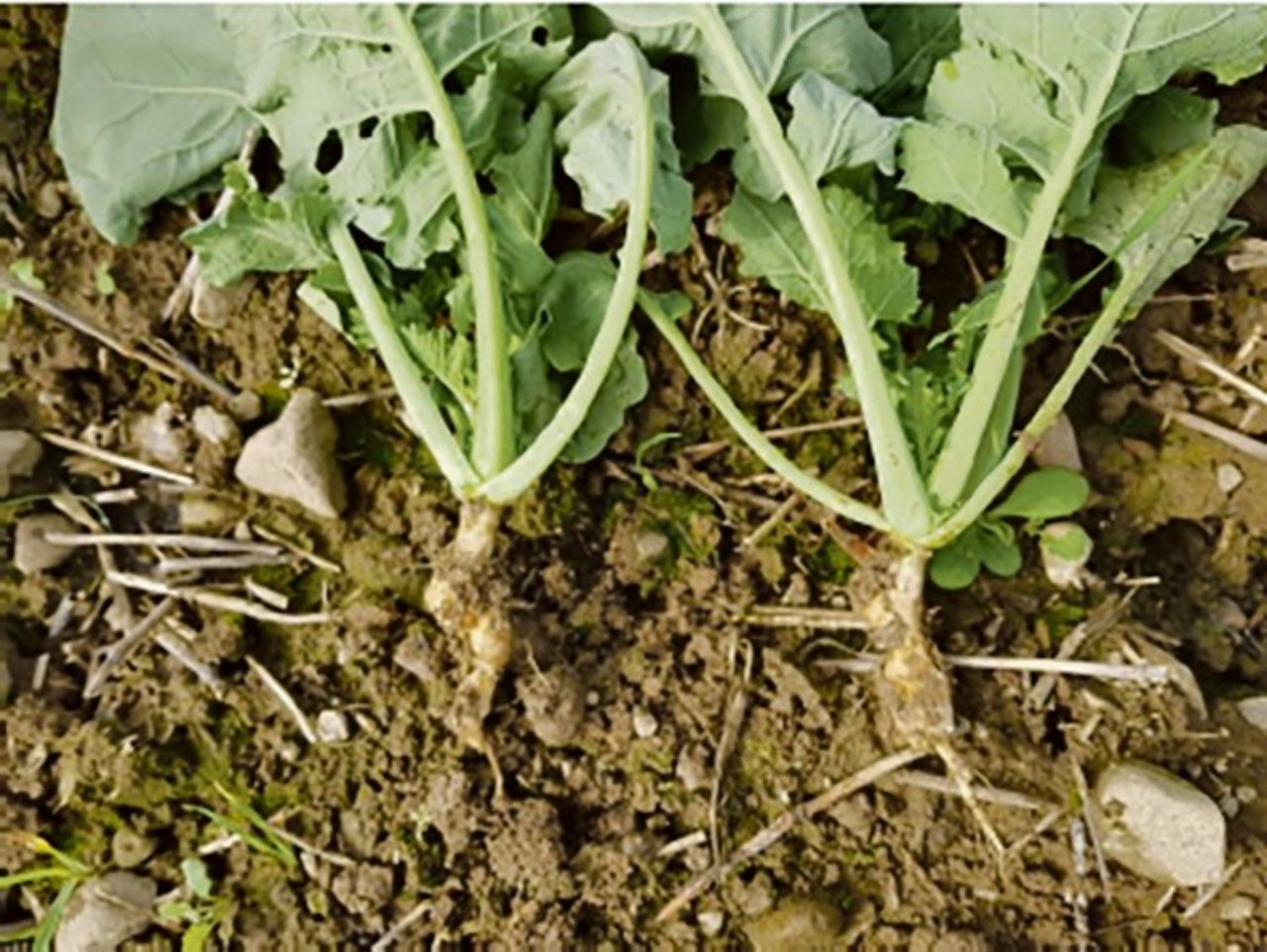 Pflanzenschutz: Optimales Wetter für Schädlinge und Krankheiten ...