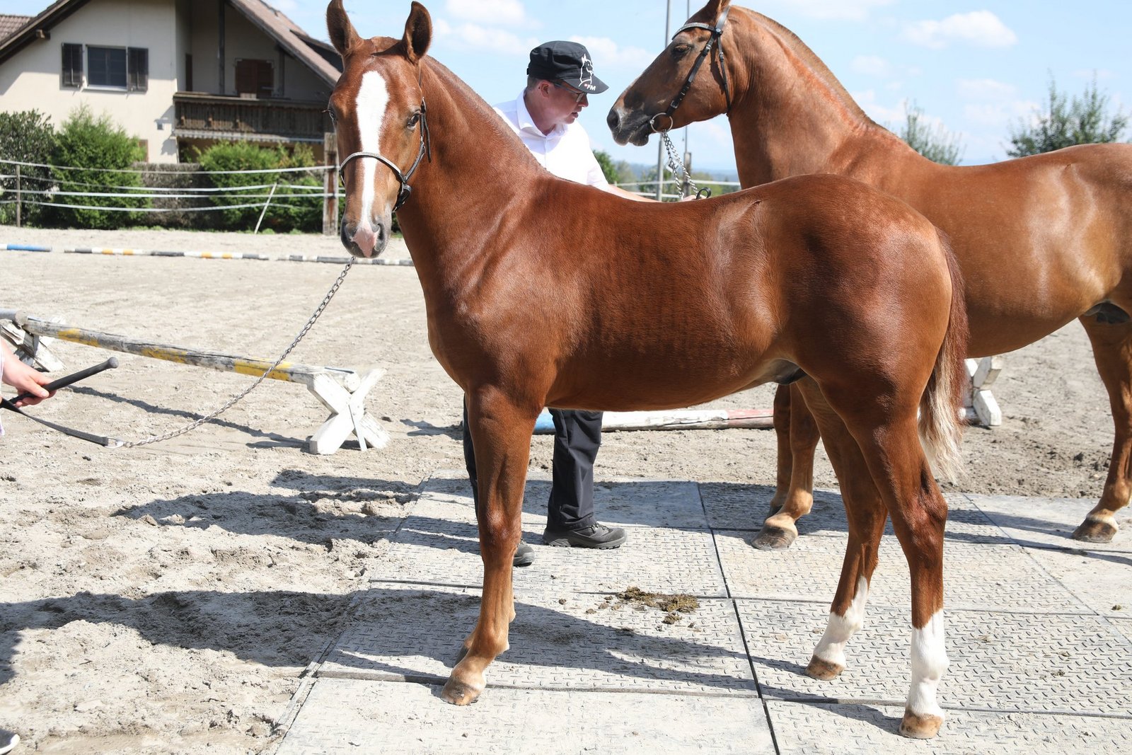 Keine Überflieger, aber auch keine Tiefflieger bei der Fohlenschau in ...