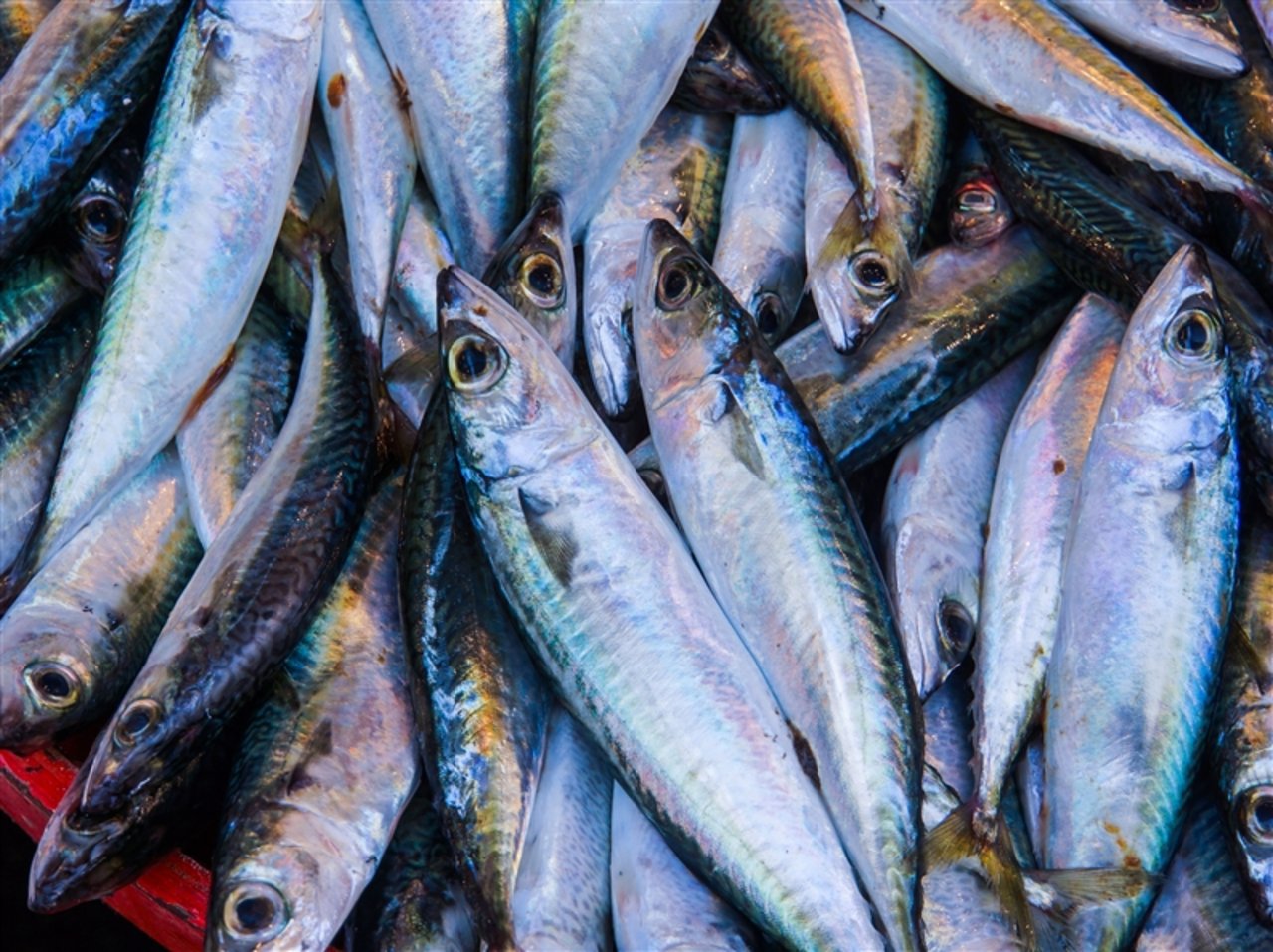 Fischaufzucht boomt - bauernzeitung.ch | BauernZeitung