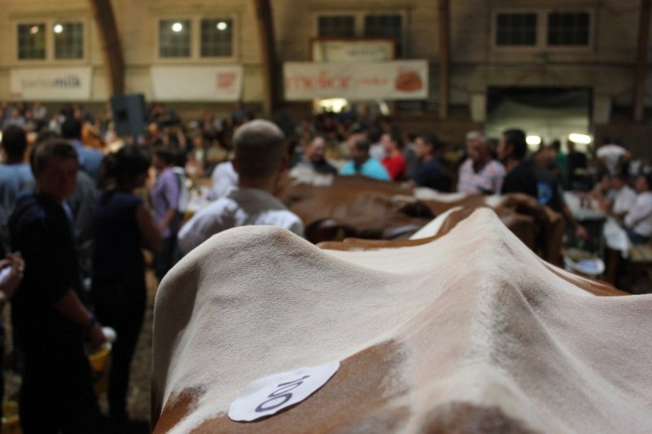Wenn eine Kuh zum Coiffeur geht - bauernzeitung.ch | BauernZeitung