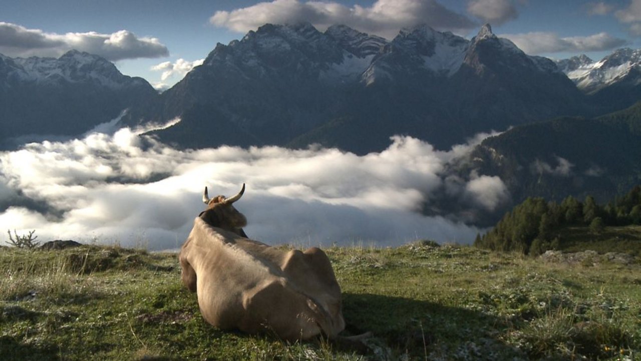 Alpsommer auf DVD - bauernzeitung.ch | BauernZeitung