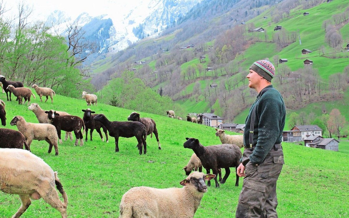 Wie Alpmeister Samuel Elmer dem Wolf trotzt - bauernzeitung.ch ...