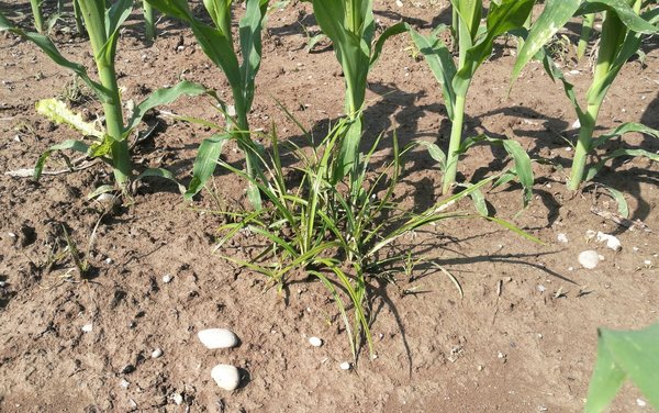 Problemunkräuter blühen jetzt und müssen bekämpft werden - bauernzeitung.ch | BauernZeitung