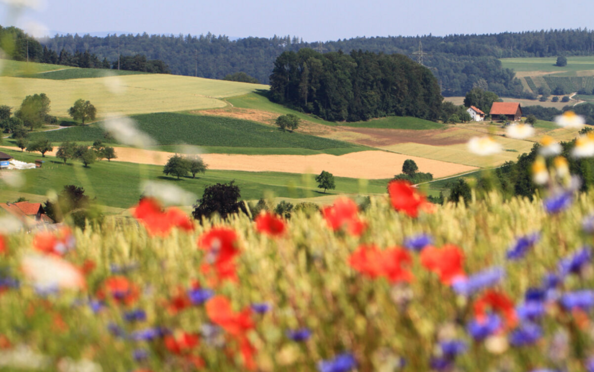 Warum welsche Bauern seltener an Massnahmen für die Biodiversität ...