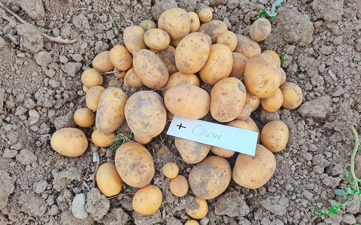 Bio-Kartoffeln: Die Sorte Oscar überzeugt in Robustheit und Ertrag ...