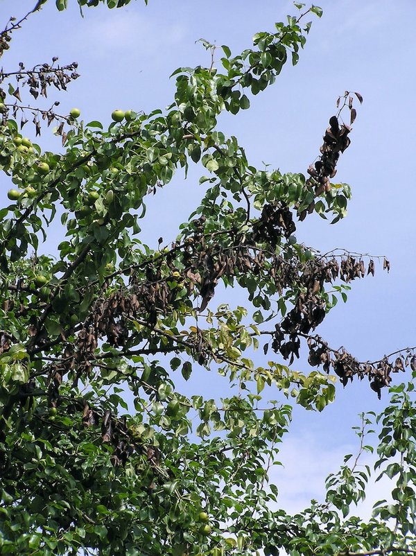 Befallene Bäume roden - bauernzeitung.ch | BauernZeitung