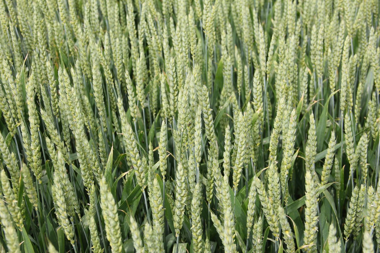 Swiss Granum empfiehlt drei neue Winterweizensorten - bauernzeitung.ch ...