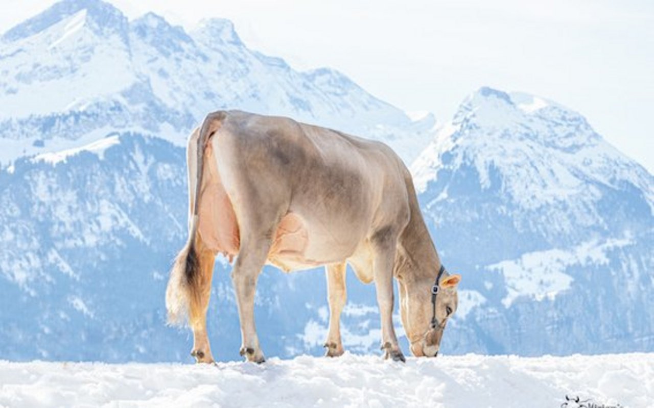 «Traditionelle Viehschauen sind eine Herzensangelegenheit ...