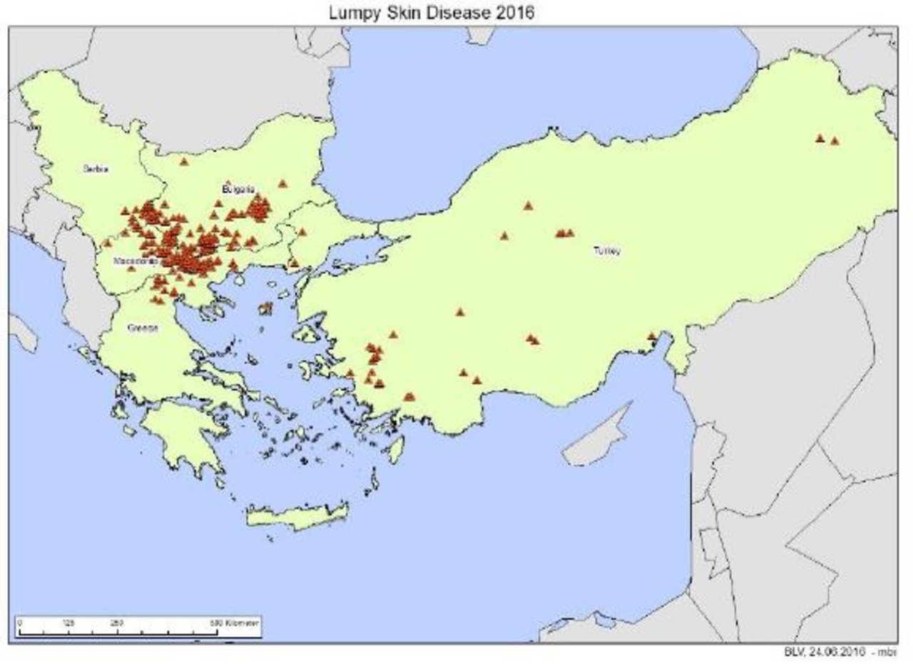 Lumpy Skin Disease breitet sich aus - bauernzeitung.ch | BauernZeitung