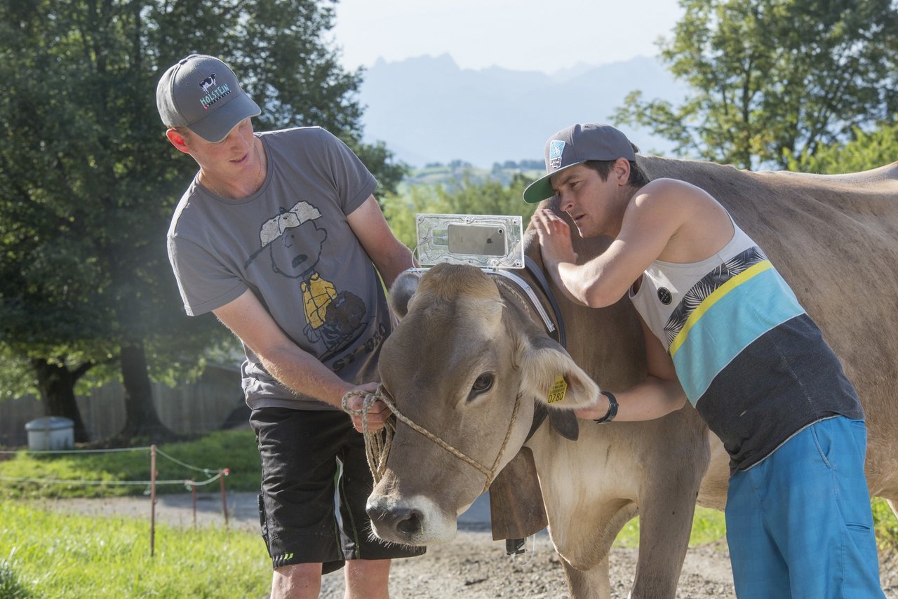 Milchkuh geht auf Sendung - bauernzeitung.ch | BauernZeitung