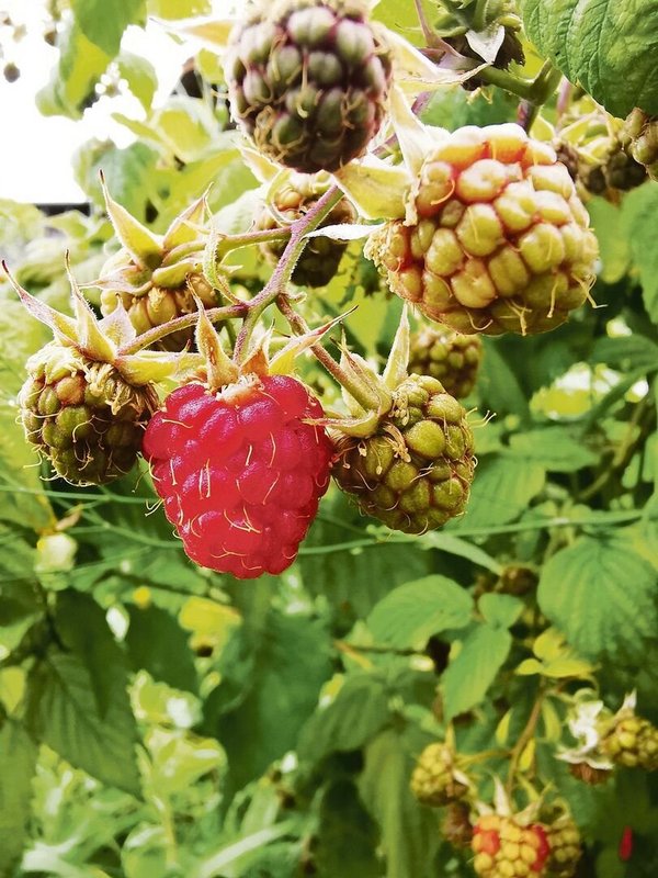 Die Nachfrage nach Obst und Beeren ist gut, das Erntejahr 2022 trotz ...
