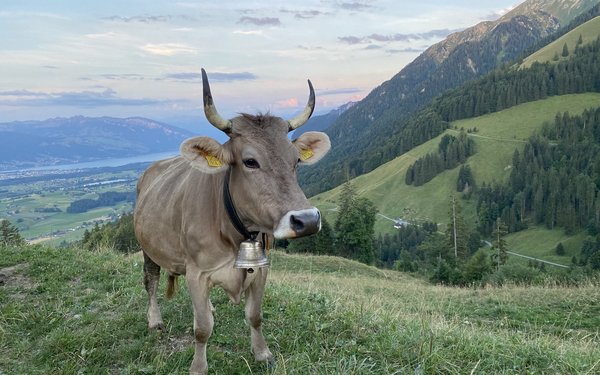 Bella ist seit über zehn Jahren die Nummer 1 - bauernzeitung.ch | BauernZeitung