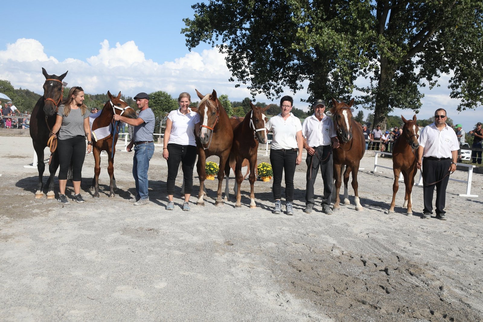 16 von 34 Fohlen schafften es an der Schau in Jeuss in den Rappel ...