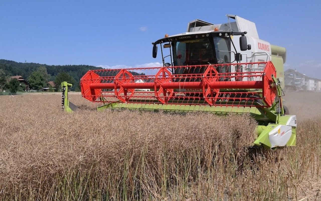 Grosse Unterschiede bei Rapsernte - bauernzeitung.ch | BauernZeitung