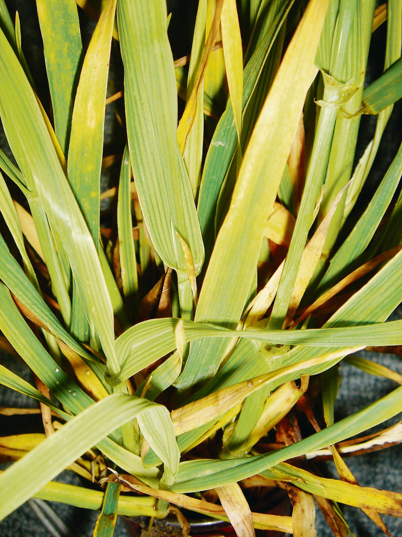 Bise und Frost machen der Gerste zu schaffen - bauernzeitung.ch ...