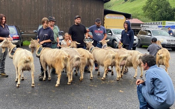 400 Ziegen und 13 Rassen zu Gast in Sargans - bauernzeitung.ch | BauernZeitung