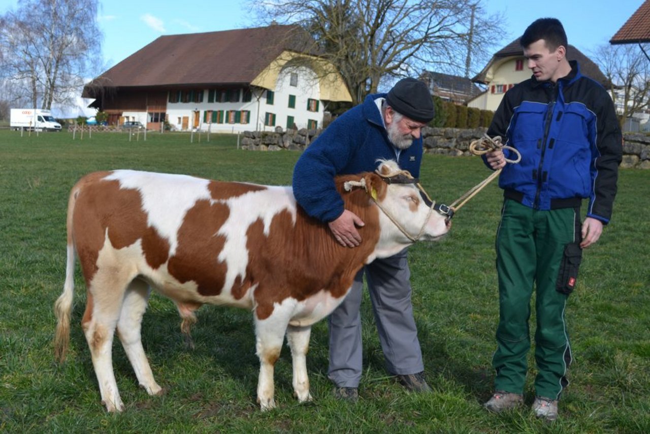 Ein Rind für viele Betriebe - bauernzeitung.ch | BauernZeitung
