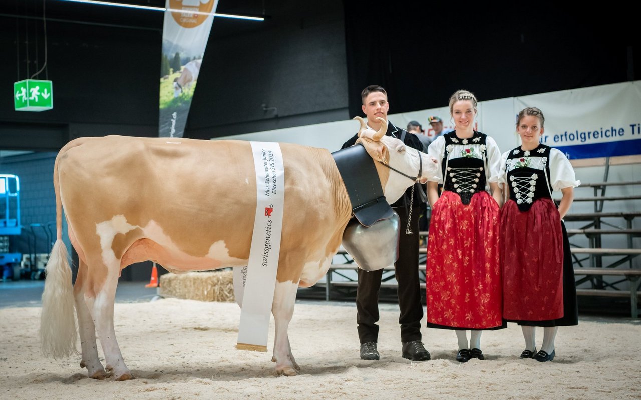 Mal wieder Malea: An der Eliteschau der Original Simmentaler wurden ...