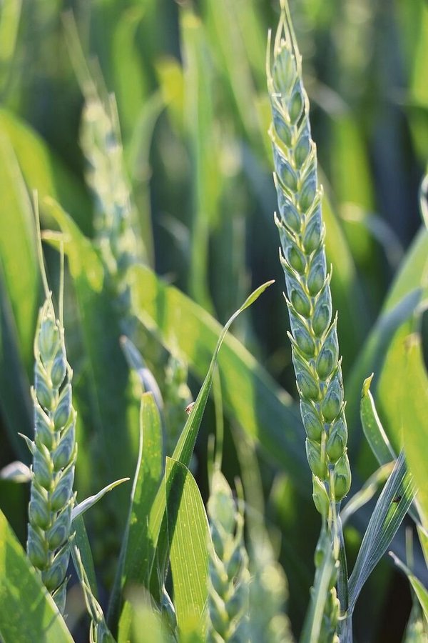 Die Sortenempfehlungen für den Winterweizen 2022 sind da ...