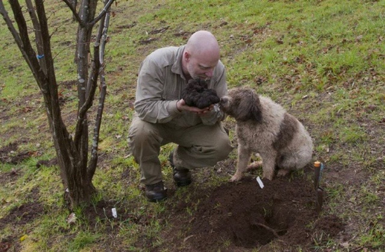 Australier findet riesigen Schwarzen Trüffel - bauernzeitung.ch ...