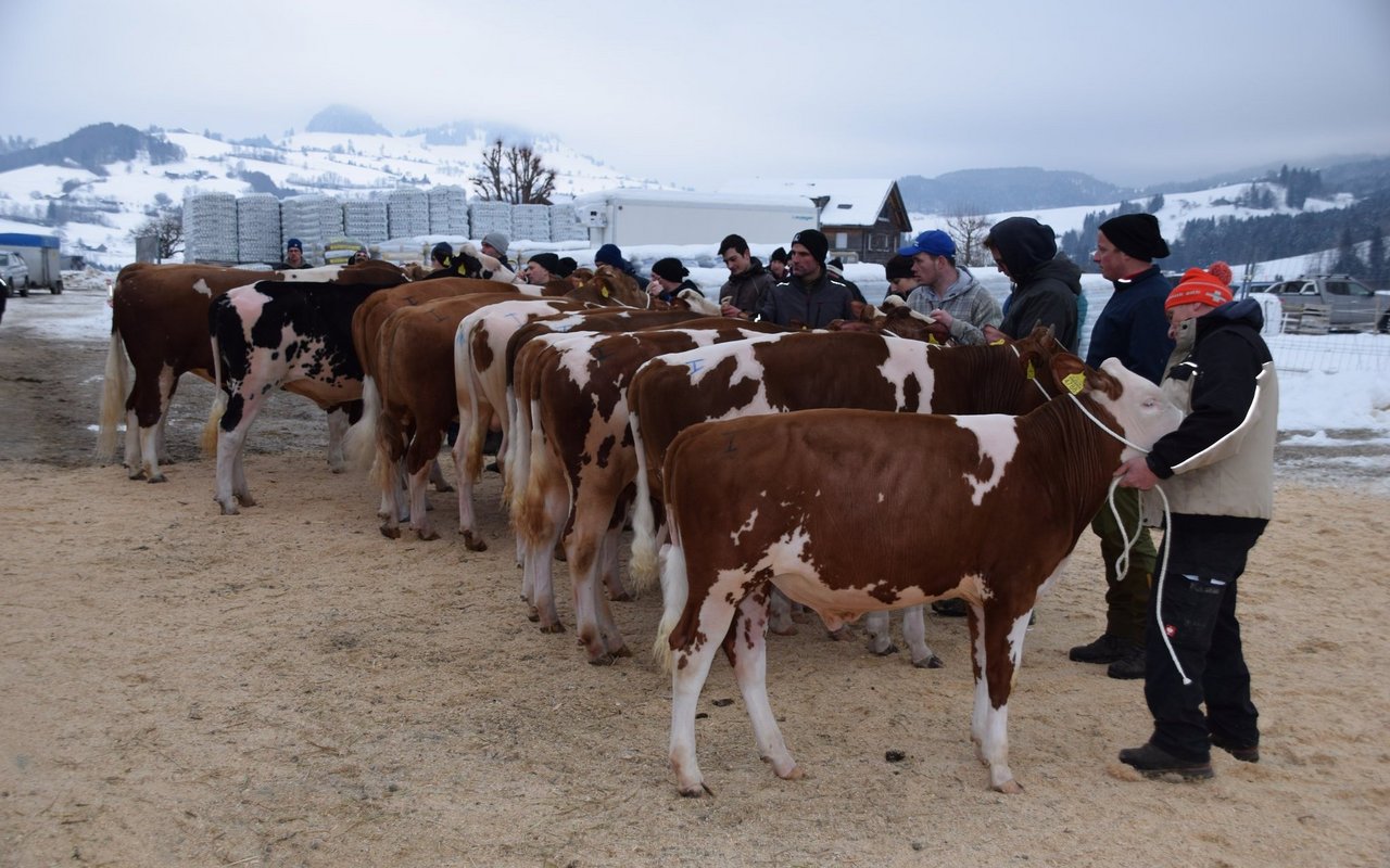 Madison Lionel holte sich den Titel - bauernzeitung.ch | BauernZeitung