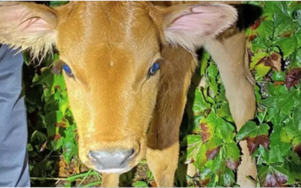 Neugeborenes Kalb von der Strasse gerettet - bauernzeitung.ch ...