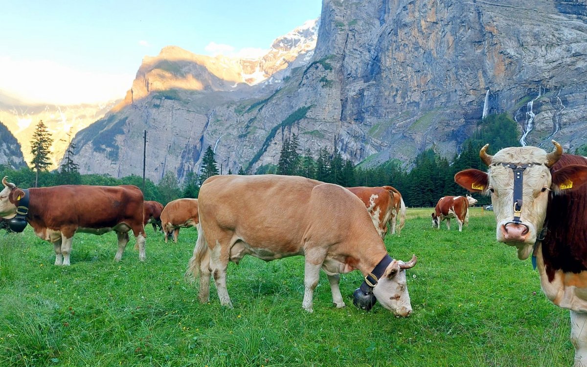 Amylou geniesst die kühlen Nächte auf der Alp im Gasterntal ...