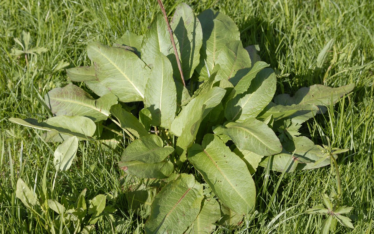 Steht das Herbizid Asulam vor einem Zulassungsverbot? - bauernzeitung ...