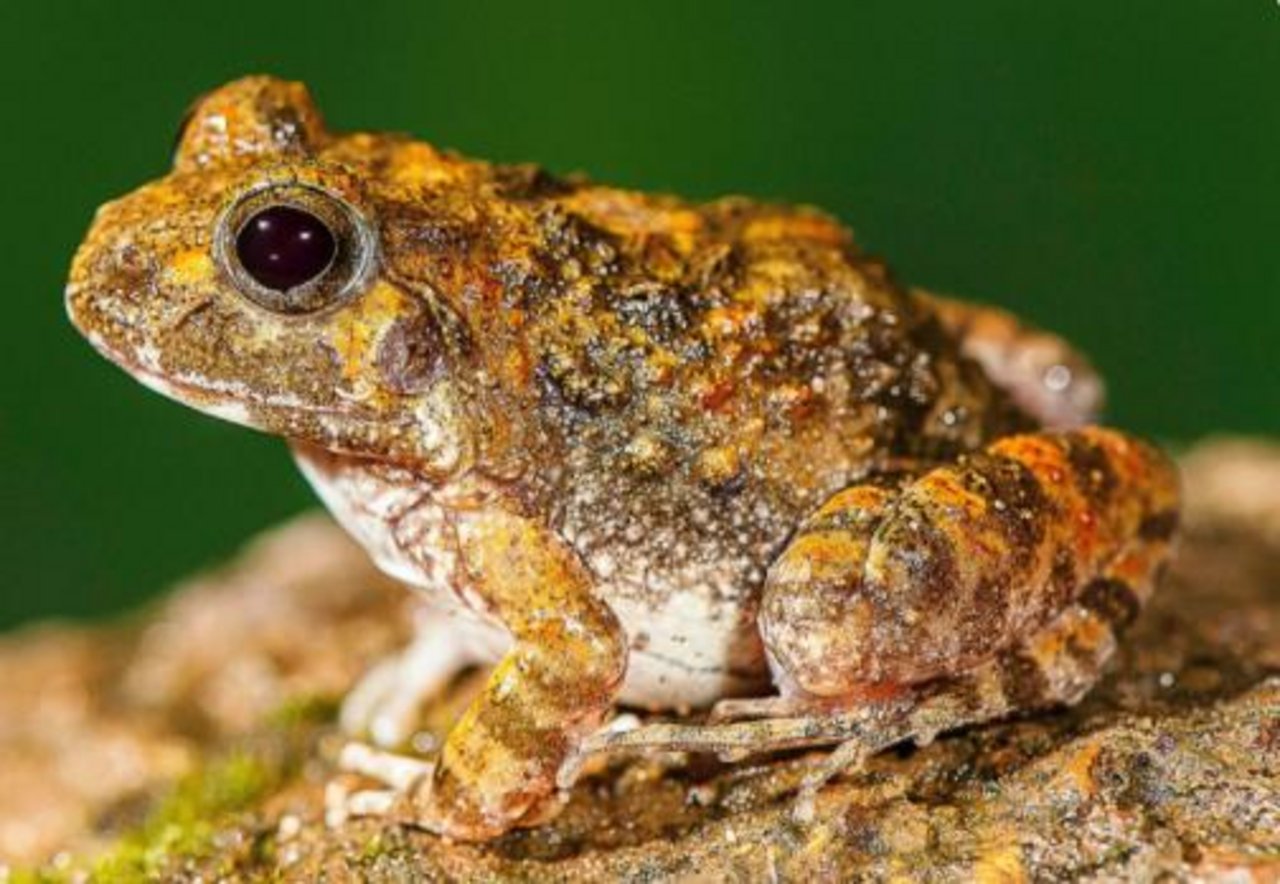 Vier Arten grabender Frösche in Indien entdeckt - bauernzeitung.ch ...