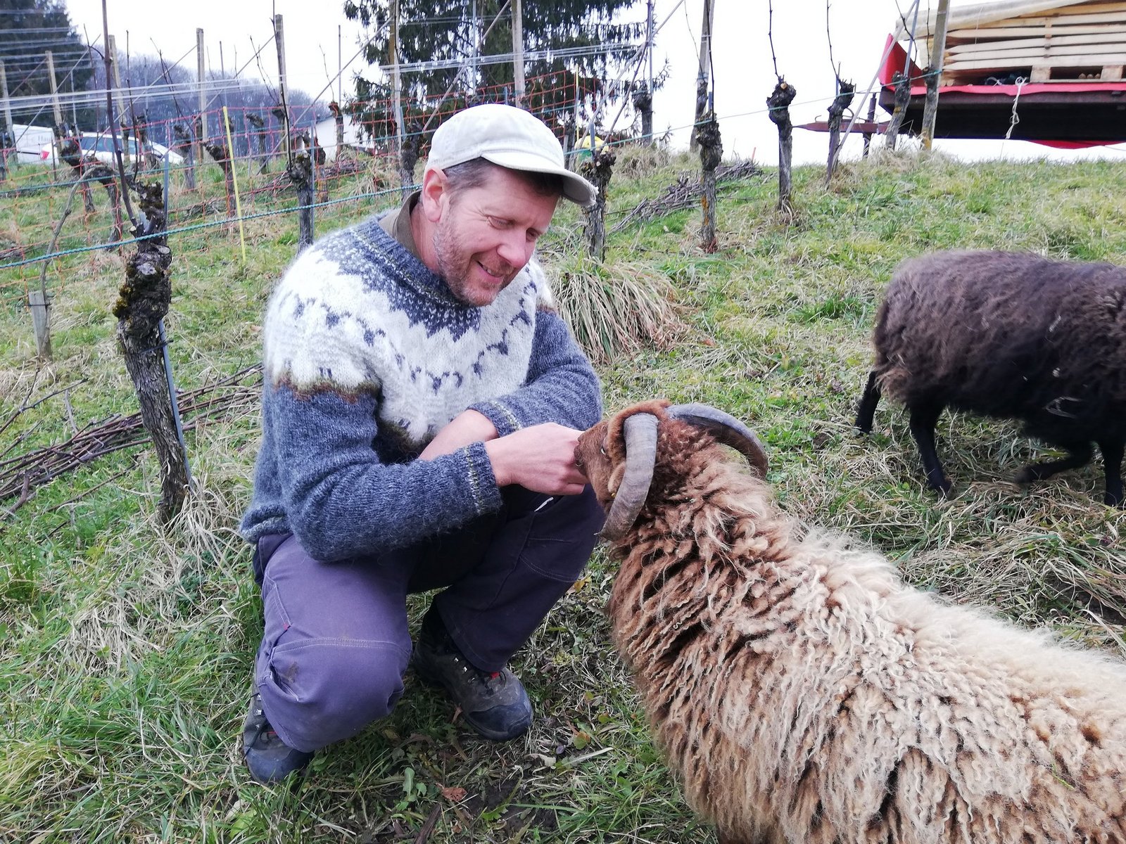 Diese 5 Projekte gewinnen den Förderpreises Agroforst Aargau - bauernzeitung.ch | BauernZeitung