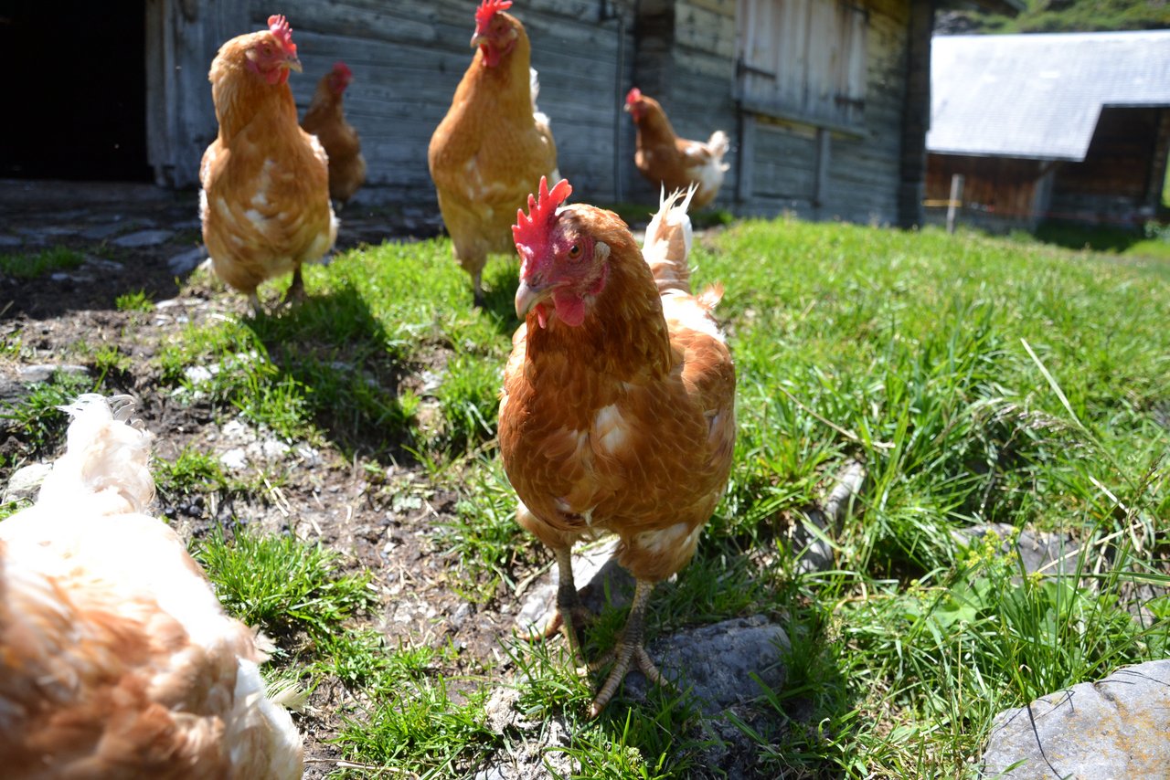 Das Huhn, das unbekannte Wesen - bauernzeitung.ch | BauernZeitung