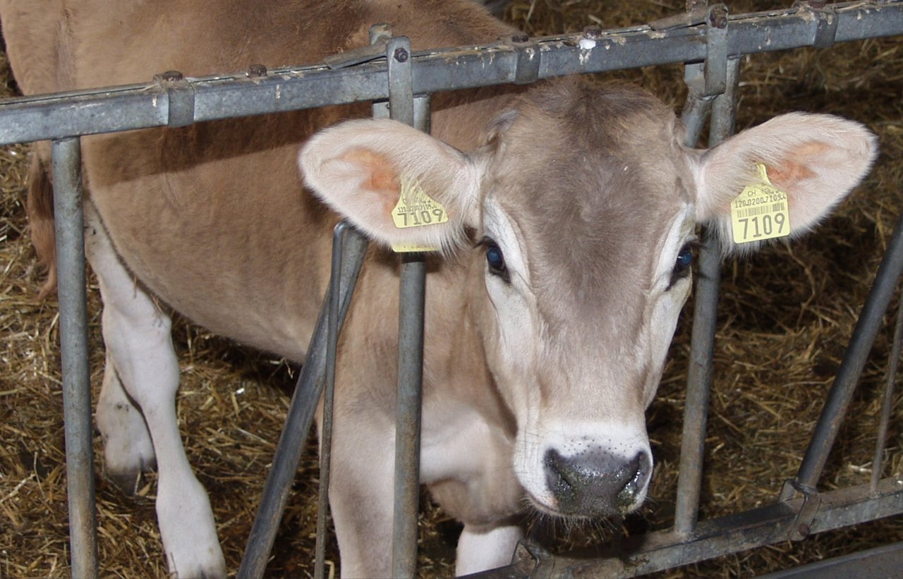 Flüchtendes Kalb gerät in den Rhein und wird gerettet - bauernzeitung ...