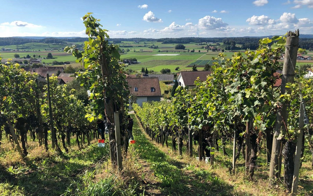 Weinländer Bauern sind unzufrieden und unter Druck - bauernzeitung.ch | BauernZeitung