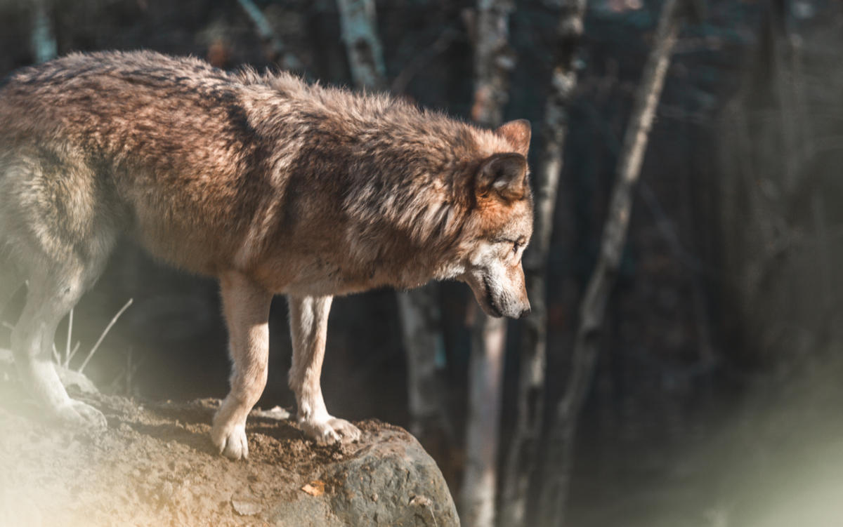 12 bewilligte Abschüsse, 2 erlegte Wölfe – was macht die Wolfsjagd so ...