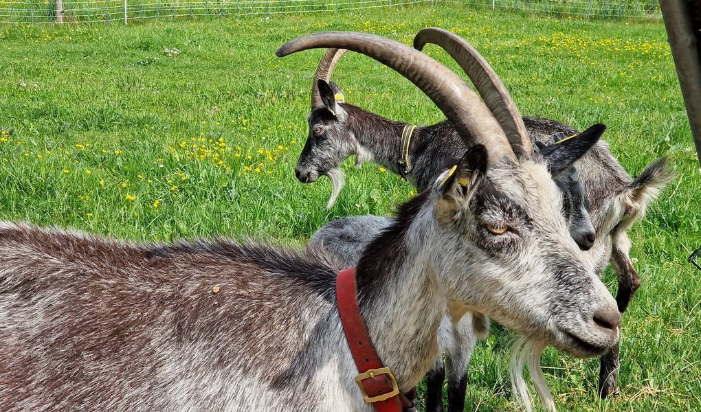 BauernZeitung - Tiere in der Landwirtschaft – Tipps, News und Wissen ...