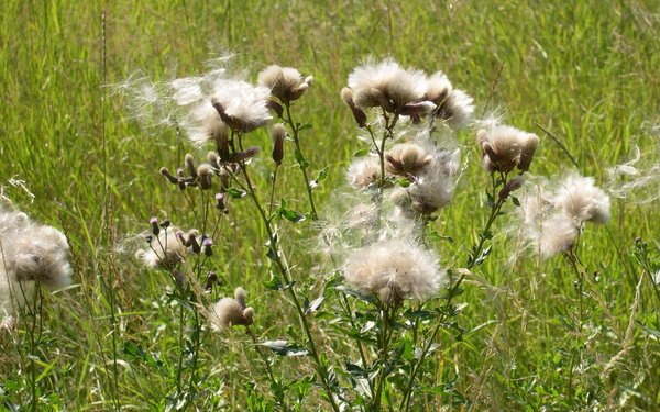 Ackerkratzdisteln am Versamen hindern - bauernzeitung.ch | BauernZeitung