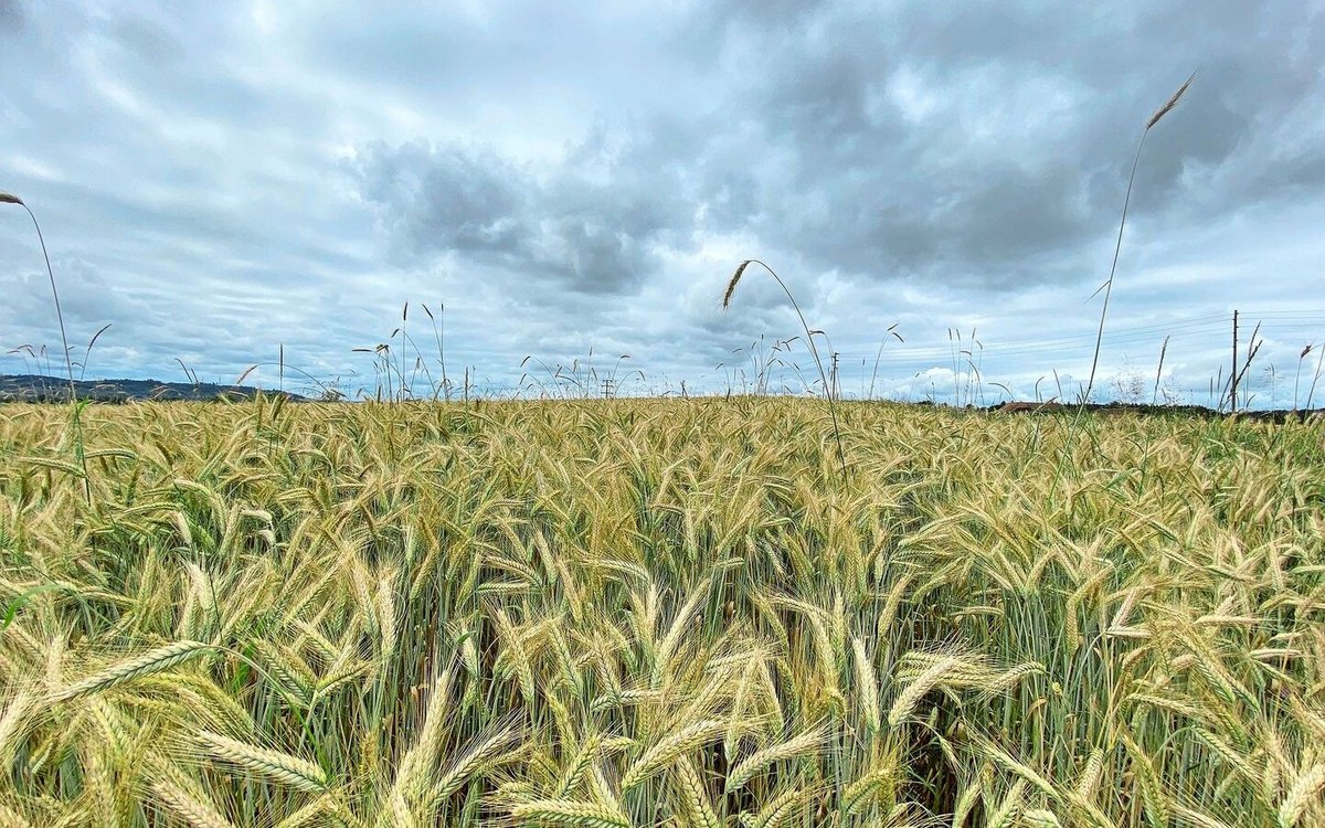 Ein Auge in den Himmel zum Wetter, eins auf den Boden - bauernzeitung.ch | BauernZeitung