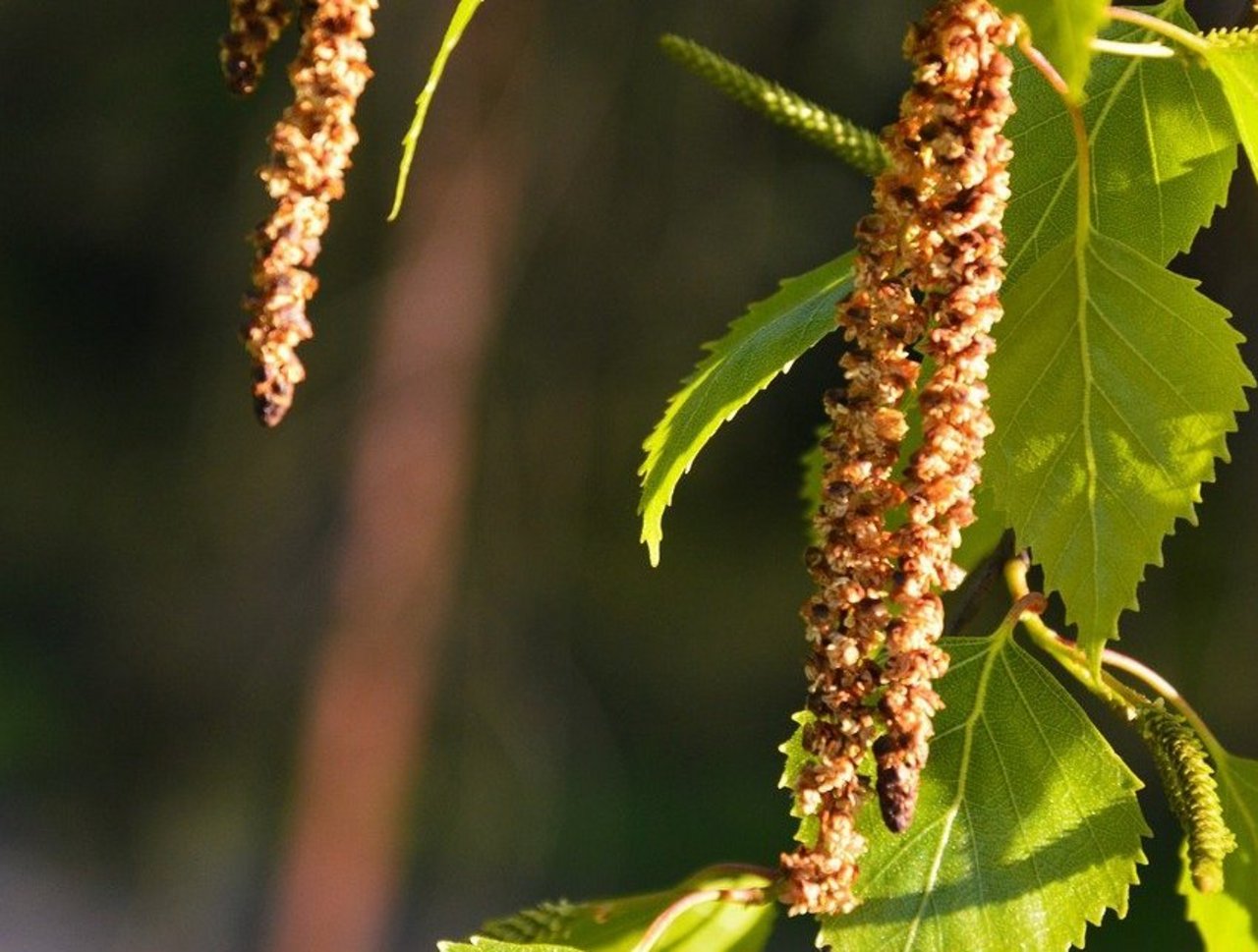 Kälteeinbrüche sorgen bisher für moderates Pollenjahr - bauernzeitung ...