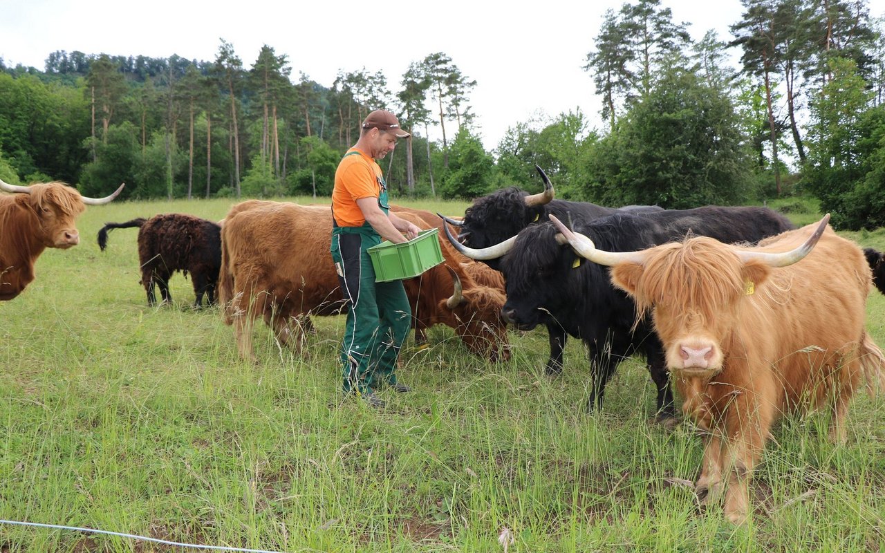 Diese 5 Projekte gewinnen den Förderpreises Agroforst Aargau - bauernzeitung.ch | BauernZeitung