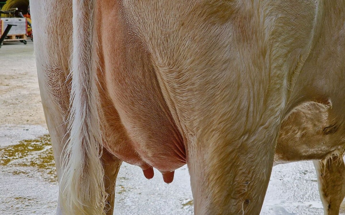 Zellzahlen überprüfen - bauernzeitung.ch | BauernZeitung