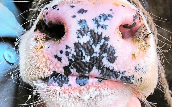 «Das Risiko, dass das Virus in die Schweiz kommt ist klar vorhanden ...