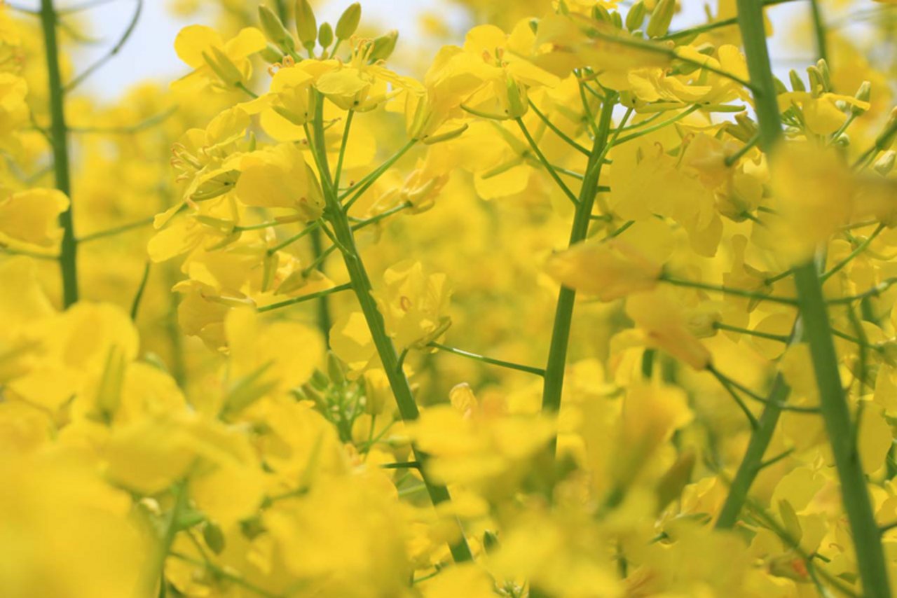 Deutsche Rapsölexporte erreichen Rekordniveau - bauernzeitung.ch ...