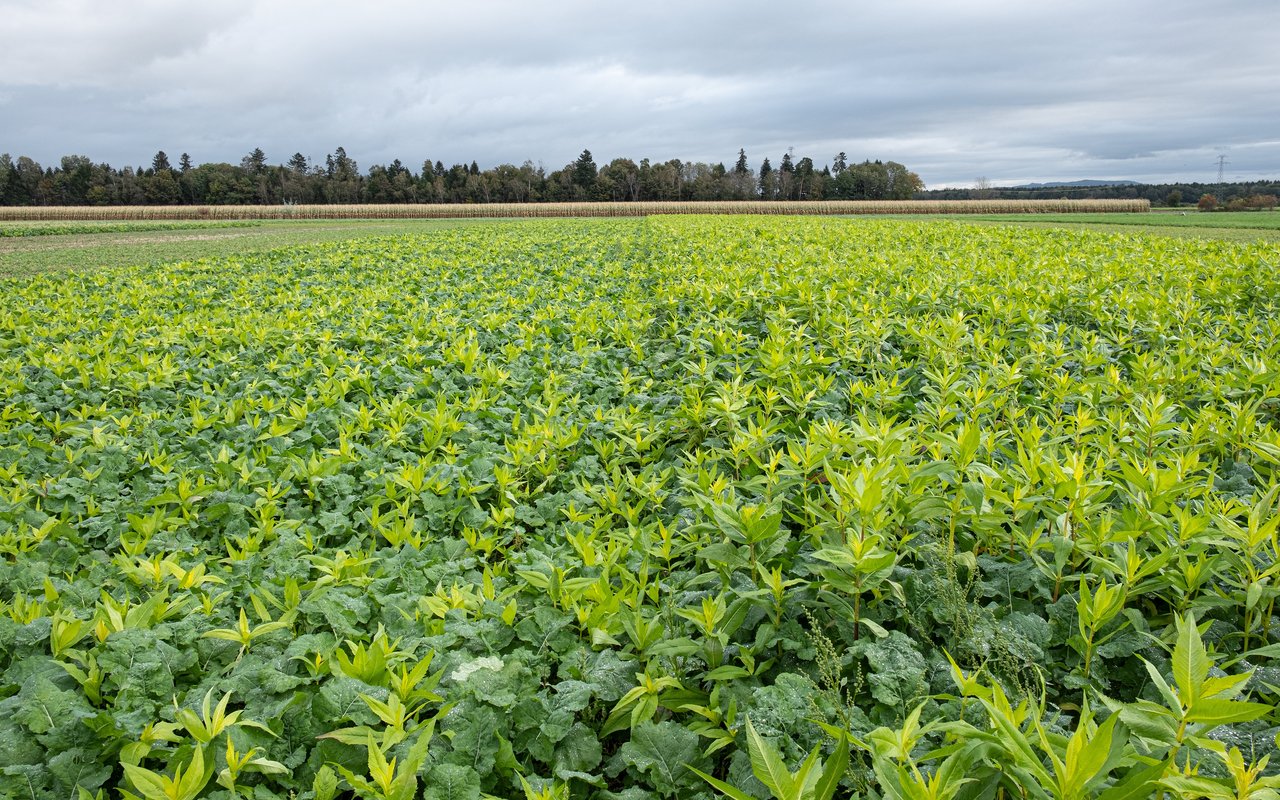 Die Rapsuntersaat sollte vor dem 1. September erfolgen - bauernzeitung ...