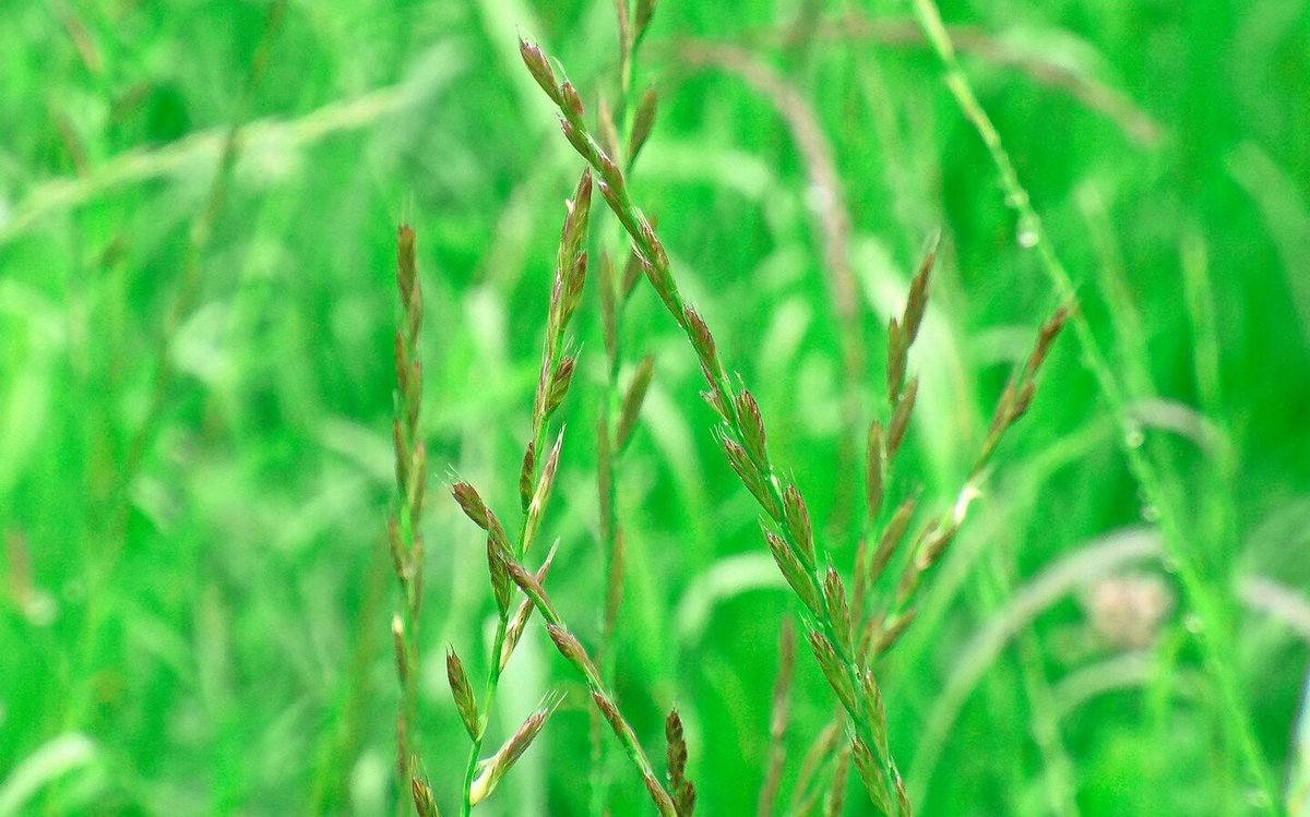 Die Gemeine Rispe in Schach halten - bauernzeitung.ch | BauernZeitung