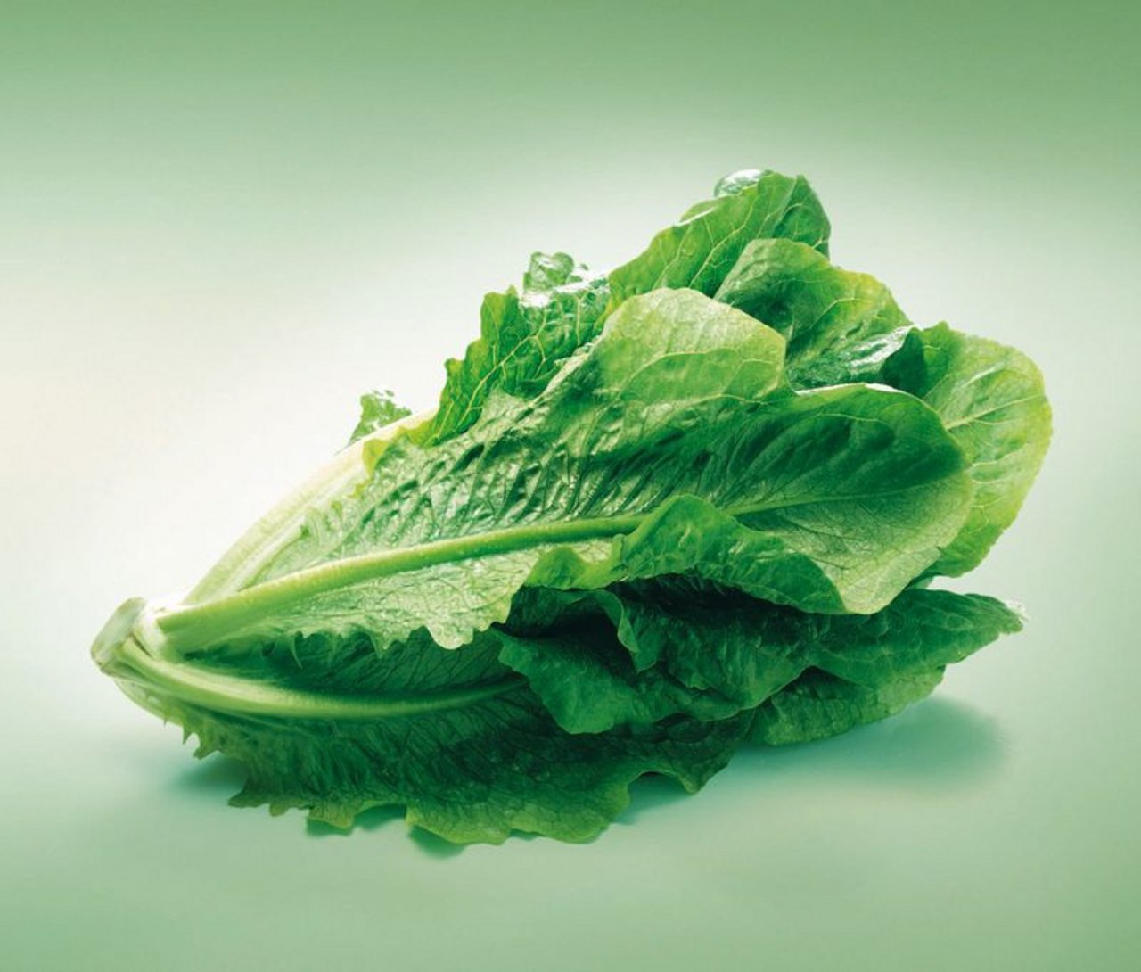 Lattich – der Vater aller Salate - bauernzeitung.ch | BauernZeitung